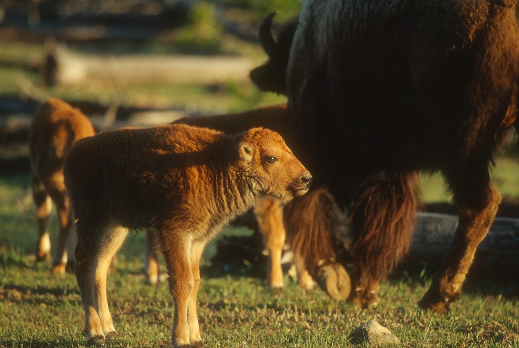 Yellowstone baby bison shows off adorable zoomies on camera