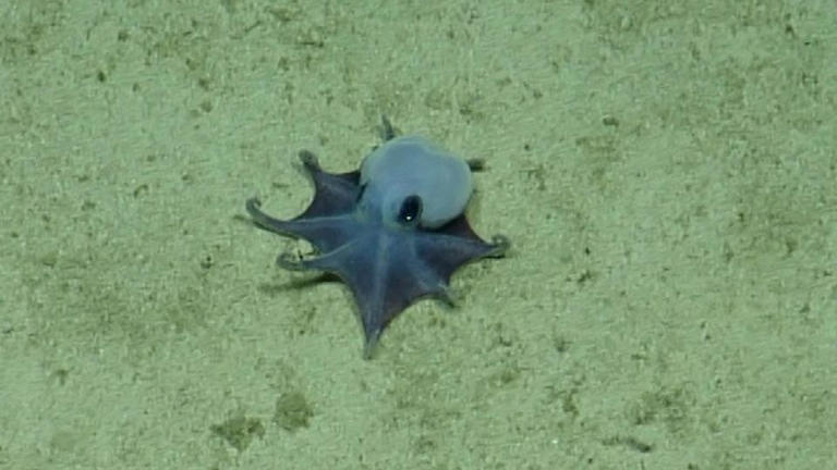 Scientists newly identify species of tiny, blue octopus that fits in ...