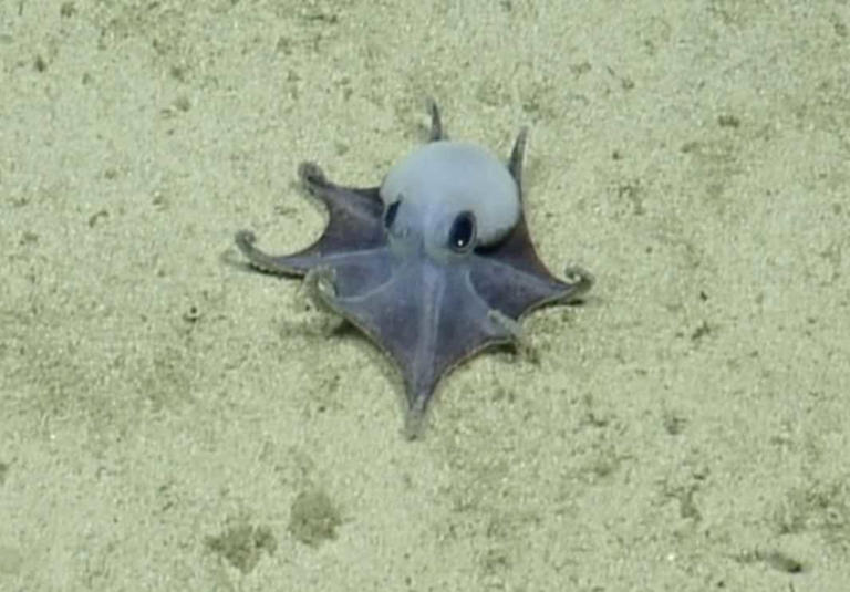 Strange new octopus species can fit in palm of your hand: 'It's adorable'