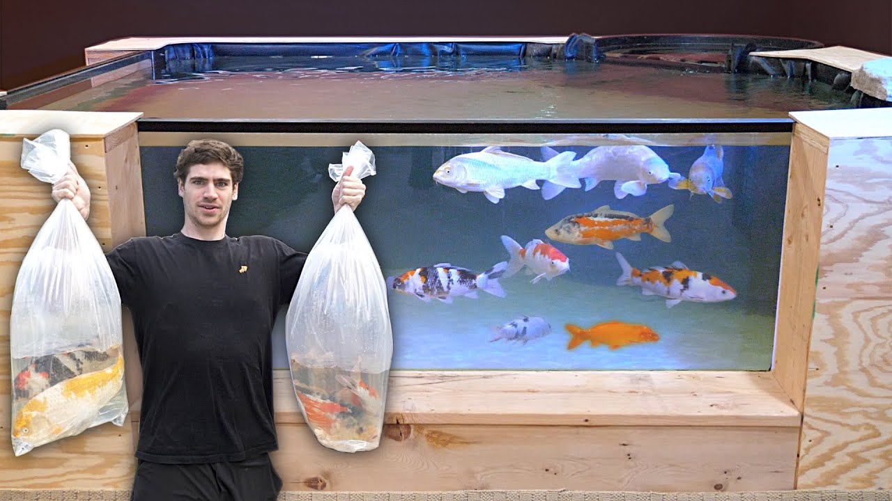 Koi homecoming for George's indoor koi pond!