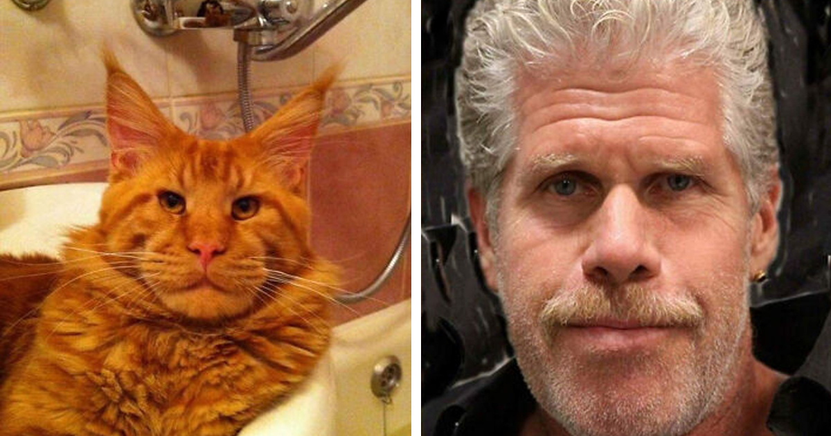 48 doppelganger photos shared in the “Walmart celebrities” online group
