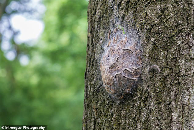 Brits warned to keep an eye out for toxic caterpillars that can harm ...
