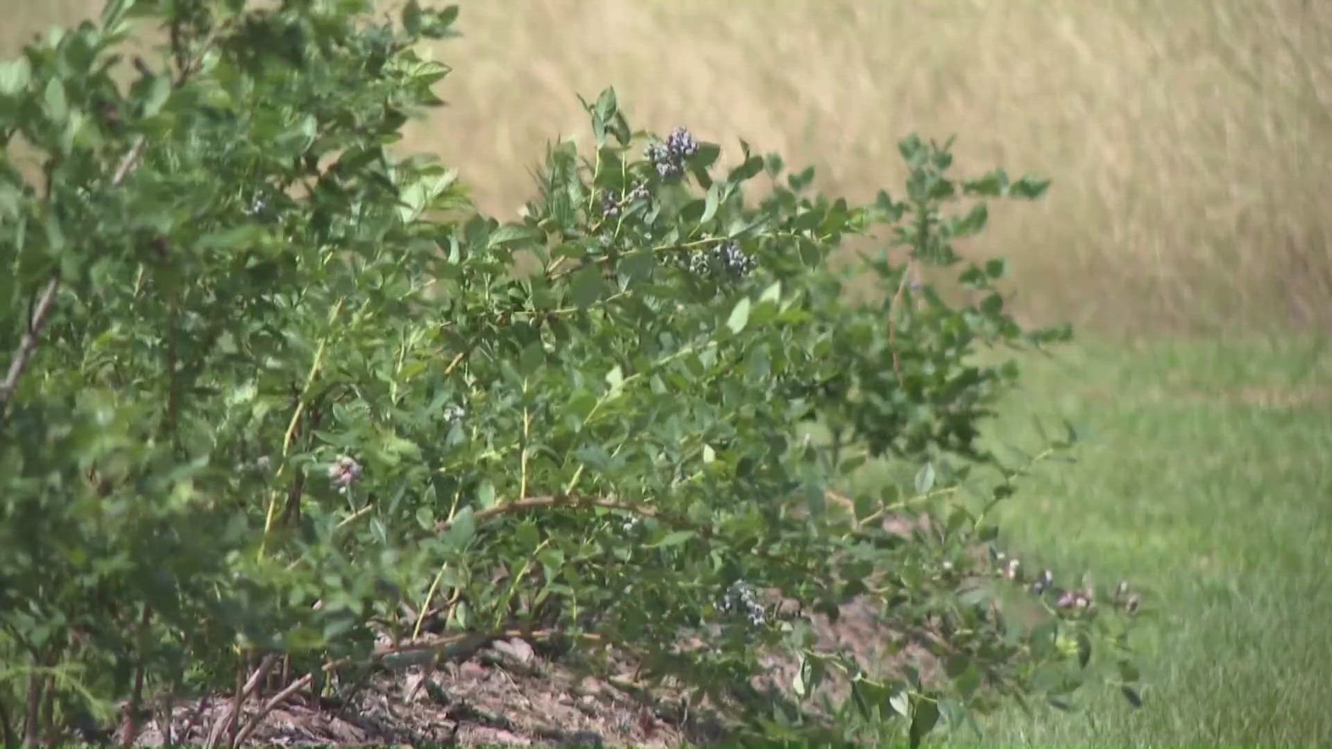 Arkansas farmers struggling to protect crops from severe weather