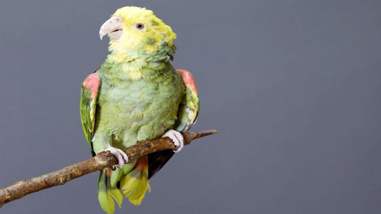 Yellow-headed Amazon, the intelligent endangered talking parrot