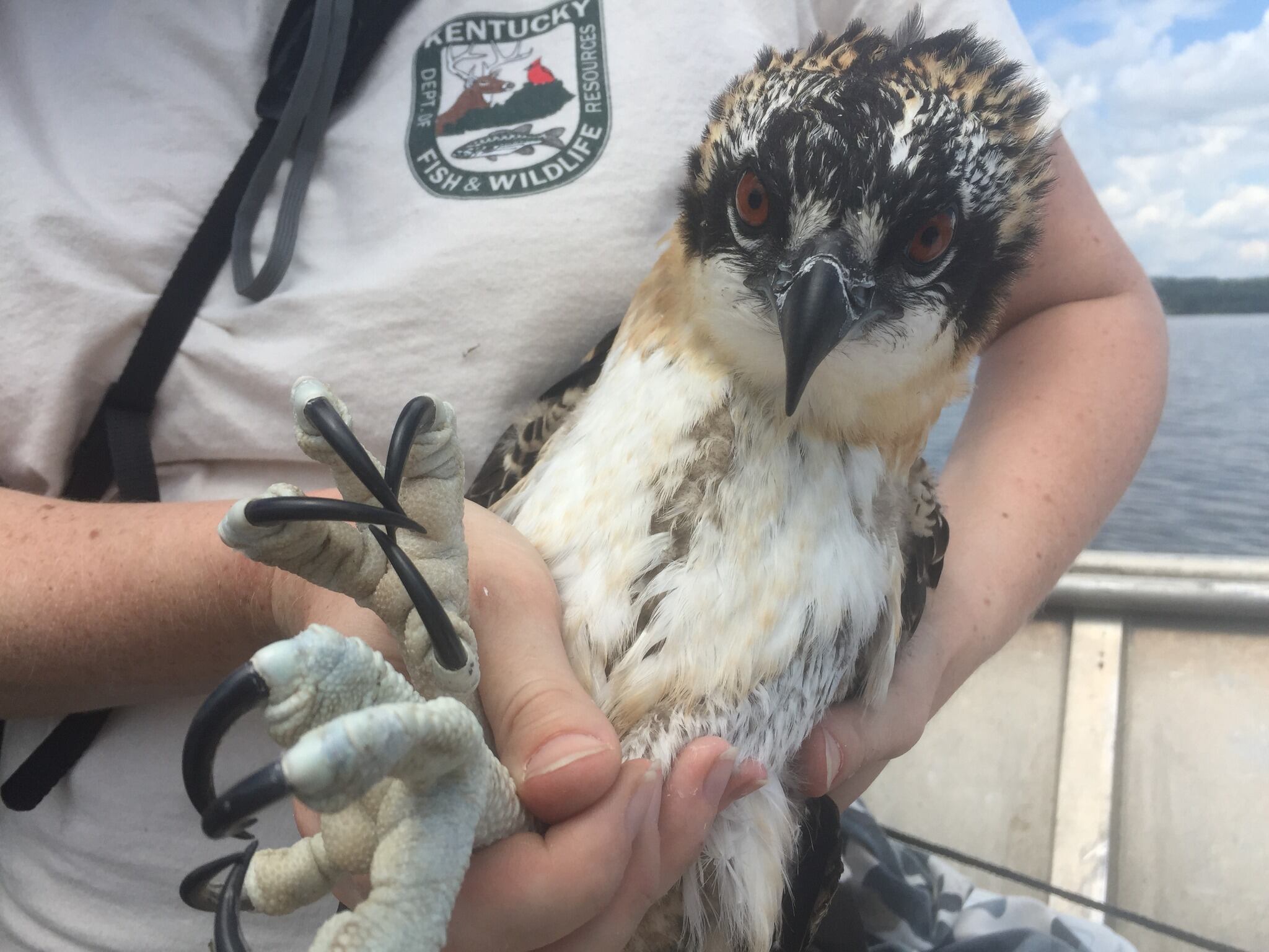 Kentucky Fish & Wildlife highlights upturn in osprey nesting numbers