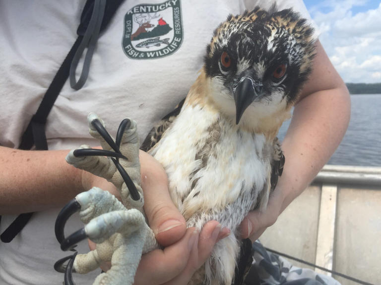 Kentucky Fish & Wildlife highlights upturn in osprey nesting numbers