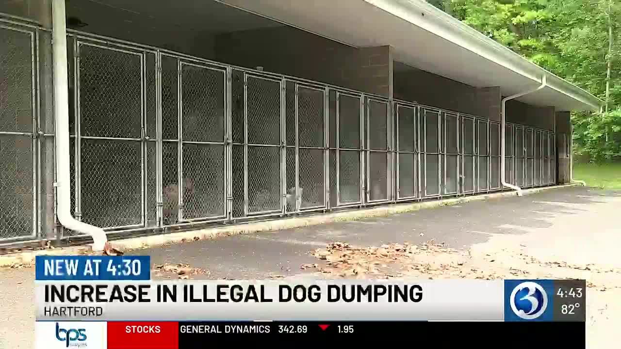 Hartford Animal Control may euthanize healthy dogs as dumping crisis ...
