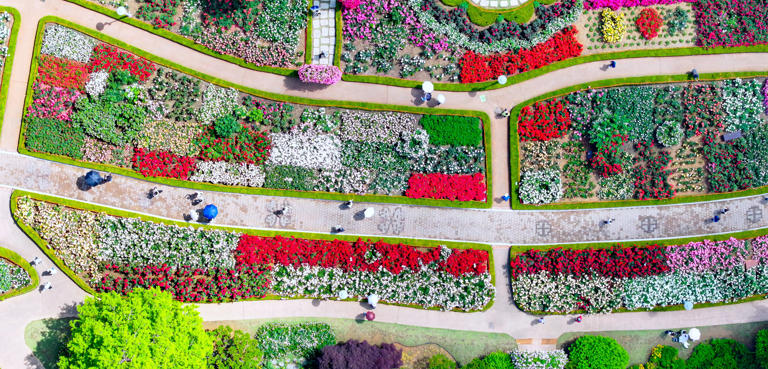 Gokseong Rose Festival sky view reveals geometric patterns