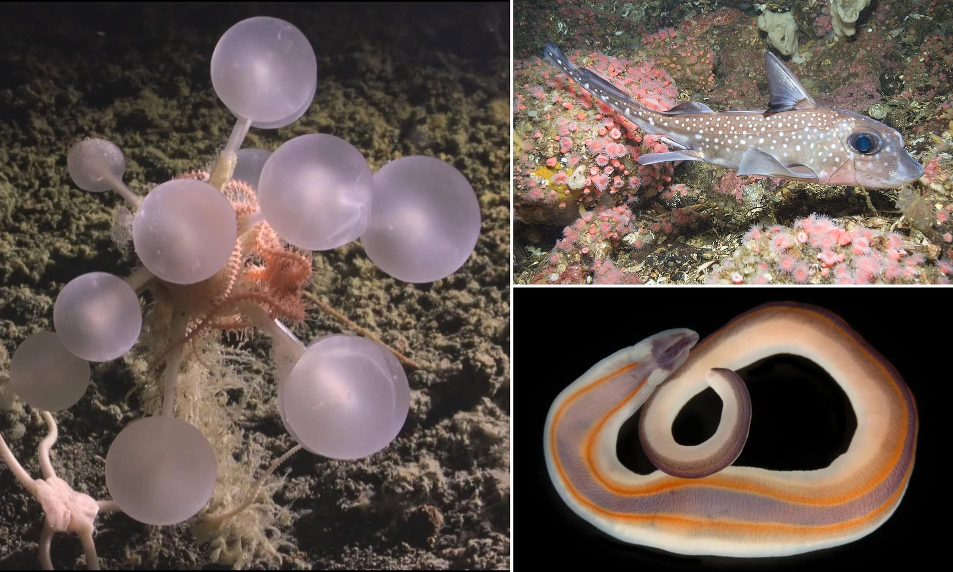 Meat-eating 'death balls' with velcro-like hooks are among 1,000 marine ...