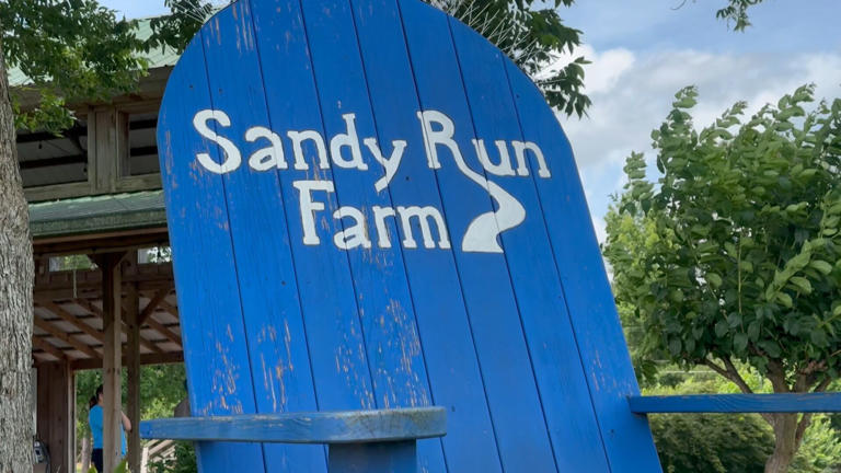 Sandy Run Farm blueberry, blackberry U-pick season opens, festival this ...