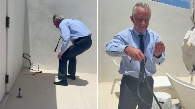 Wild video shows RFK Jr. pick up pair of black racer snakes with bare hands