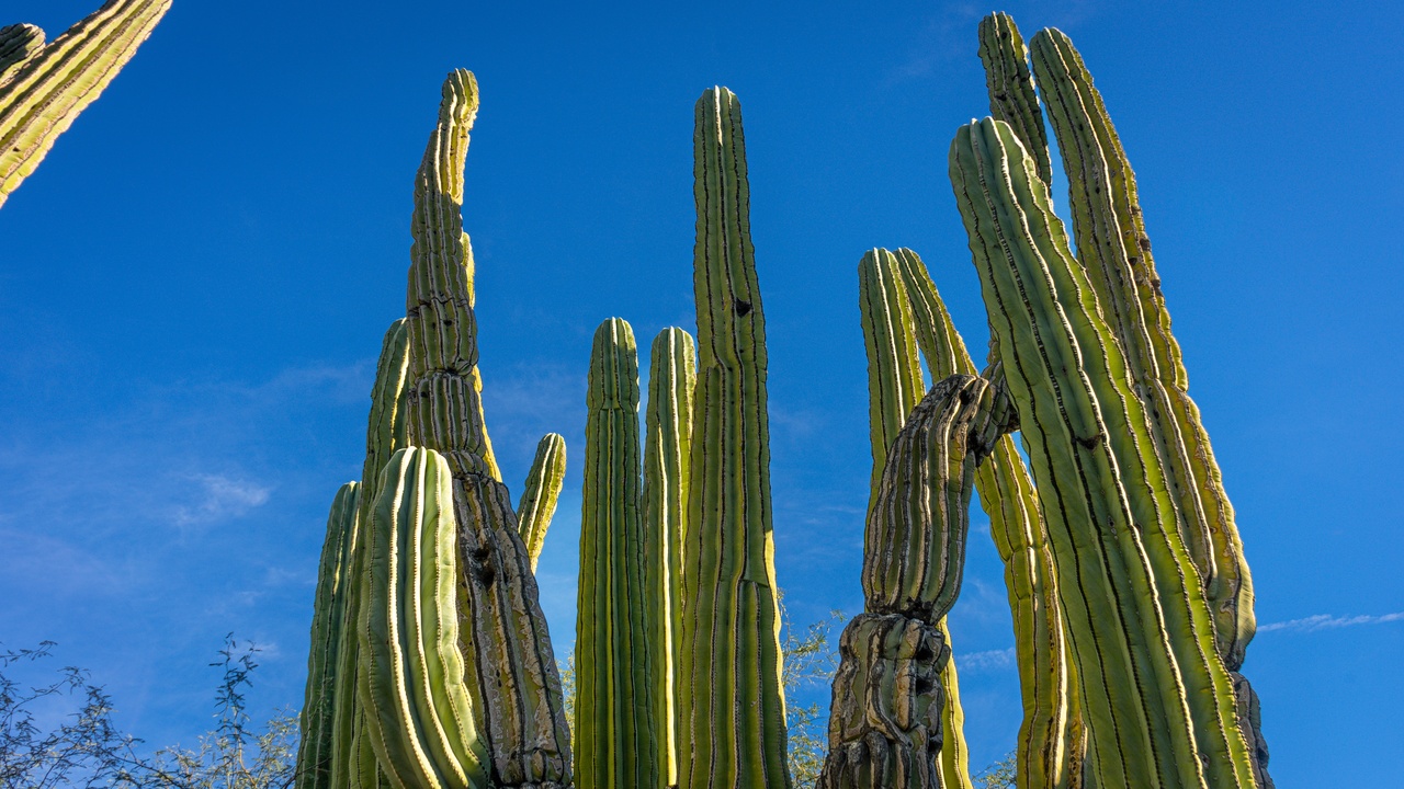 Arizona has a 330,000-acre desert that grows a cactus found nowhere ...