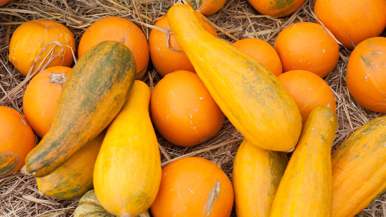 Mistakes everyone makes when planting squash