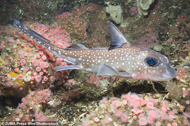 Meat-eating 'death balls' with velcro-like hooks are among 1,000 marine ...