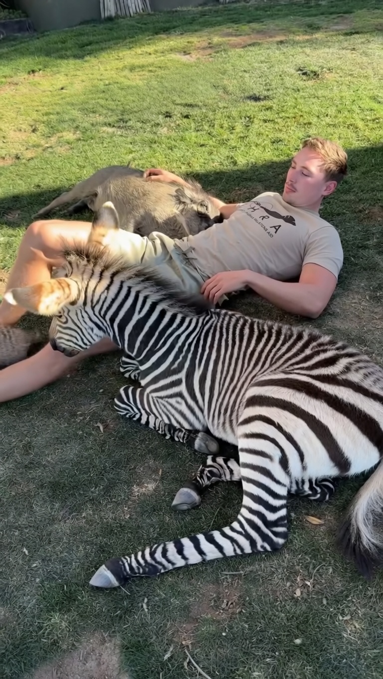 Wait for the attention-seeking warthog