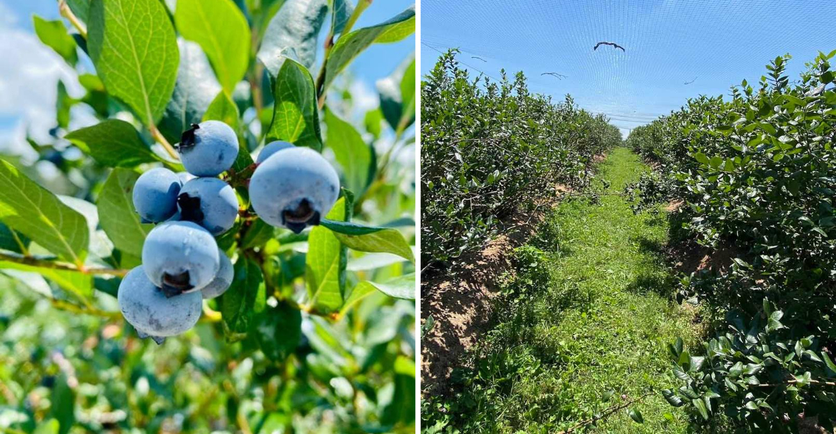 The West Virginia u-pick farm where you can get fresh blueberries for ...