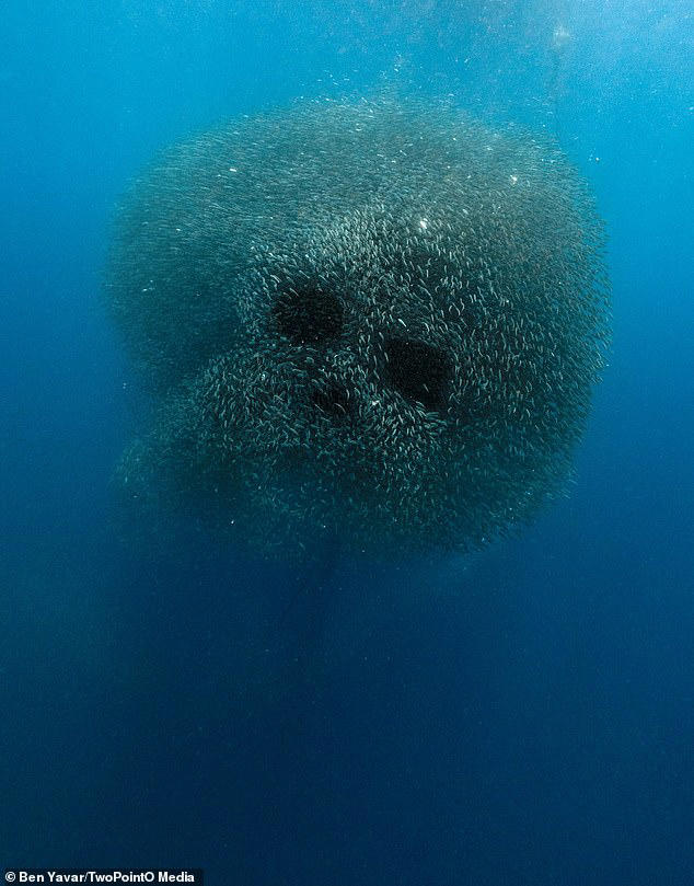 Photographer snaps the incredible moment a bait ball of sardines morph ...