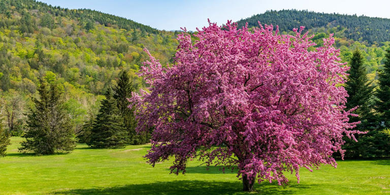 These pink-blooming trees are the ultimate yard upgrade