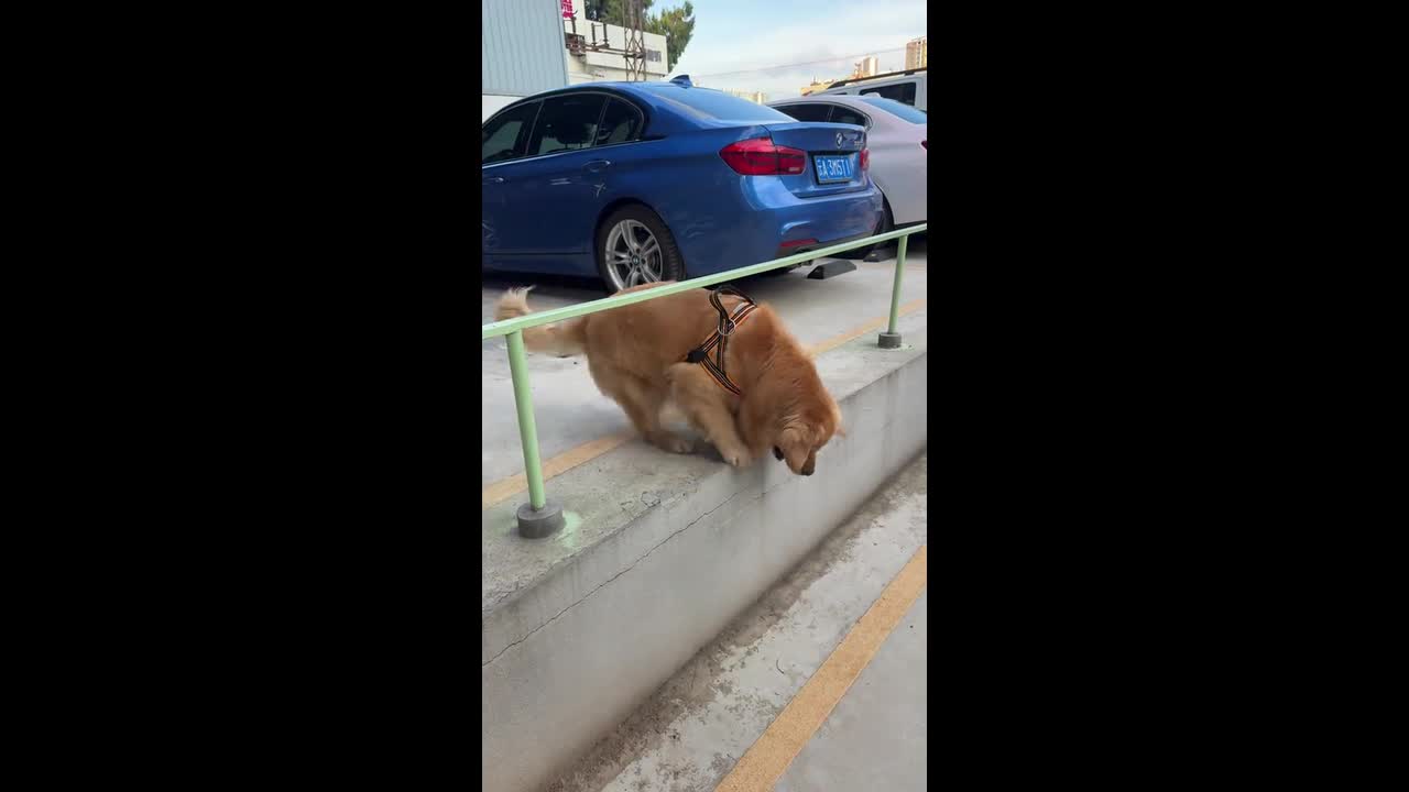Dog hesitates to jump down in parking lot in Yunnan, China