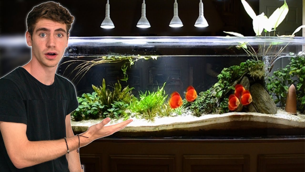 Amazing DIY aquascape with discus planted tank aquarium for betta fish ...