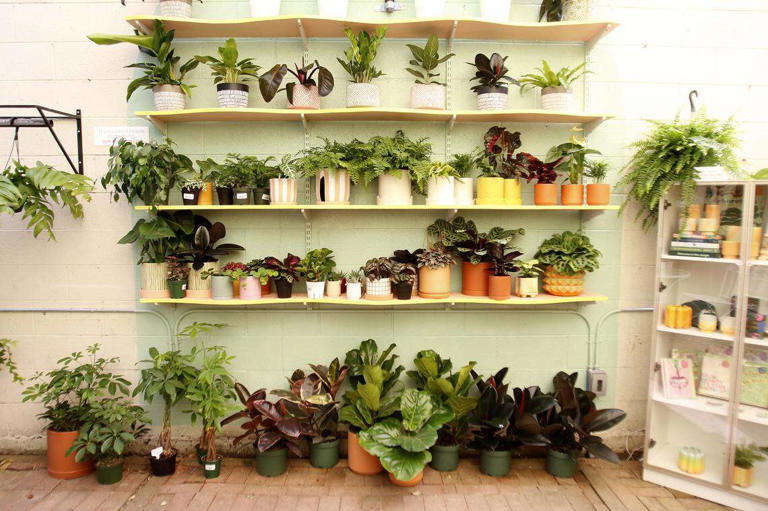 Downtown SLO plant shop is closing after a year in business. What happened?