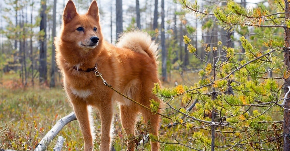 16 dog breeds that aren’t right for every owner