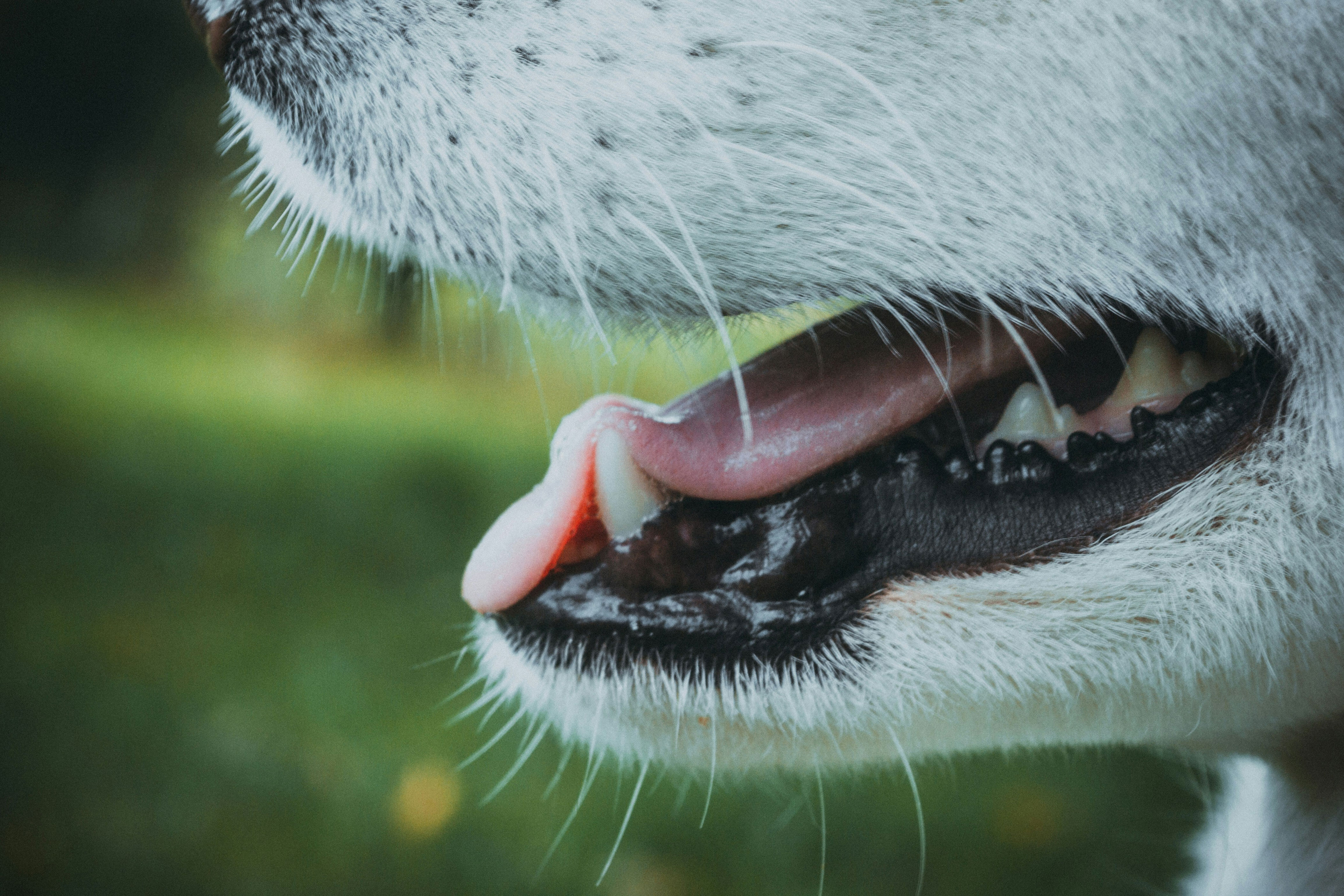 Five red flag heatstroke signs that show up in your dog's mouth