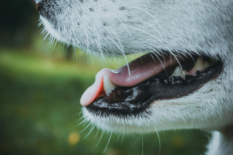 Five red flag heatstroke signs that show up in your dog's mouth