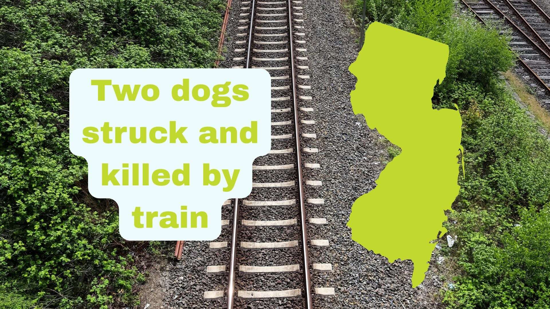 2 dogs struck and killed by train at NJ train station