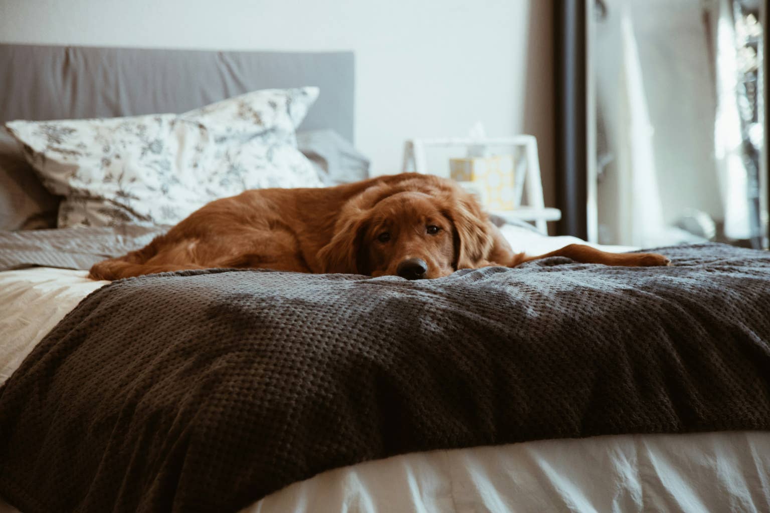 Discover the adorable 'Sleeps With Dogs' pillow loved by dog parents