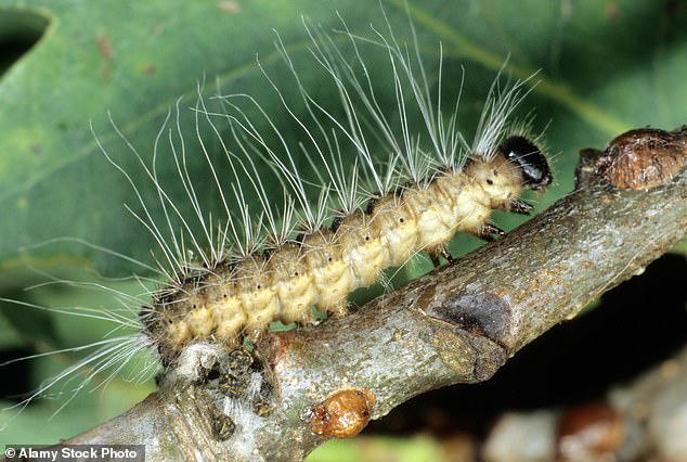 Brits warned to keep an eye out for toxic caterpillars that can harm ...