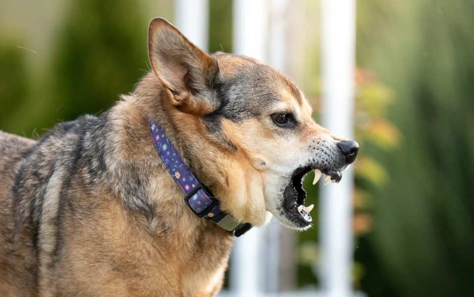 New guidance links nighttime barking to fixable causes
