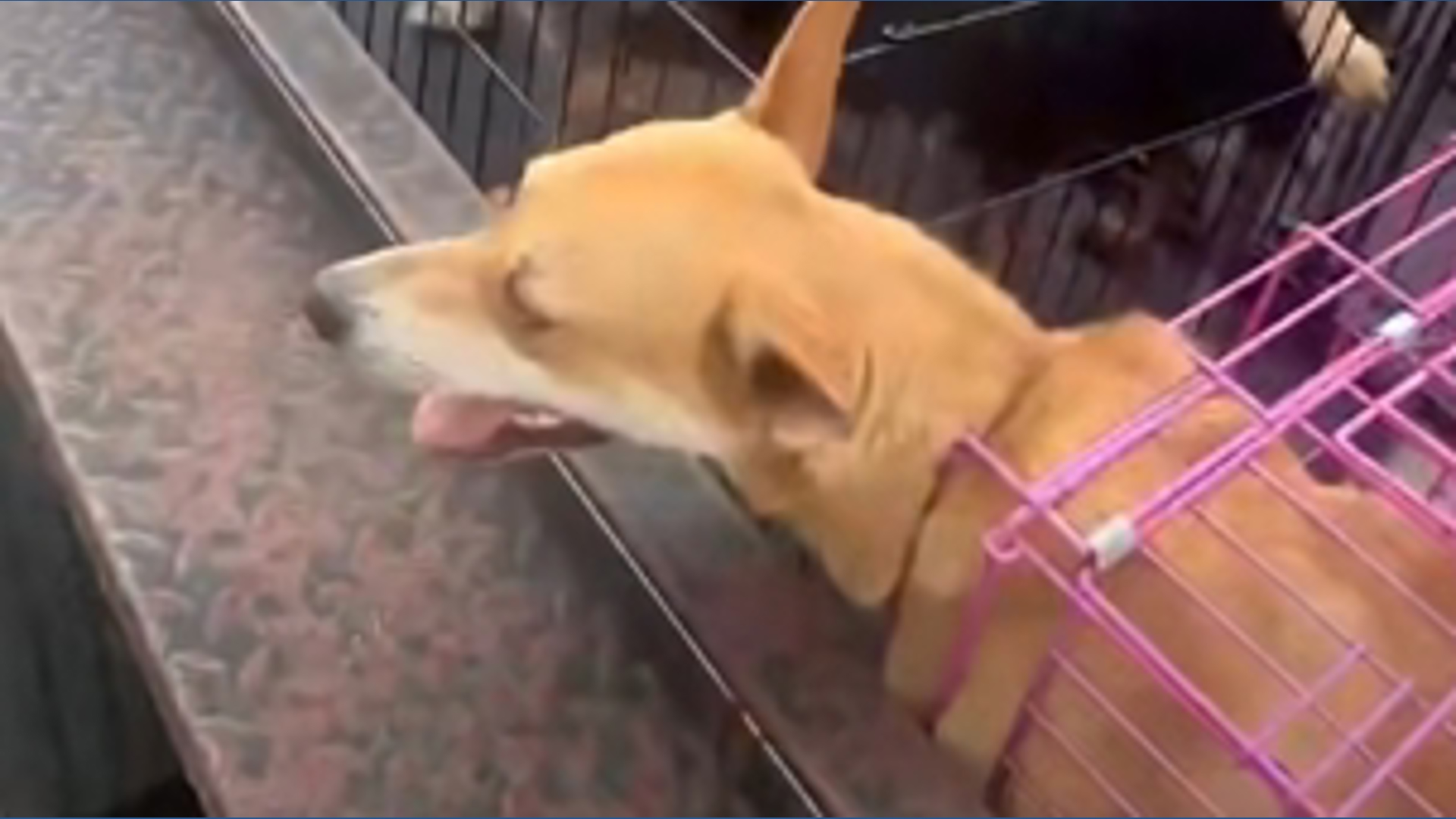 Claiborne Animal Shelter seeks fosters to ease overcrowding after ...