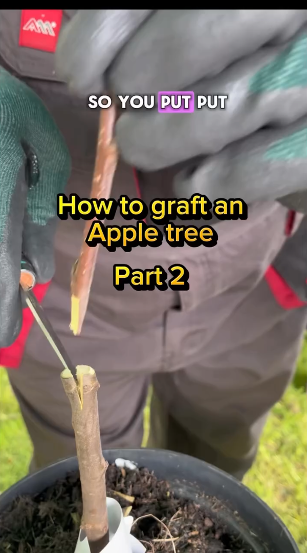 How to graft an apple tree part 2