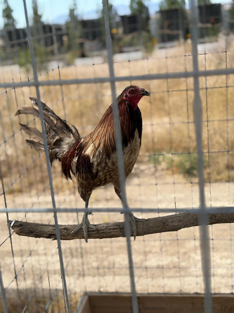 Nye County releases footage of an alleged cockfighting operation in Pahrump