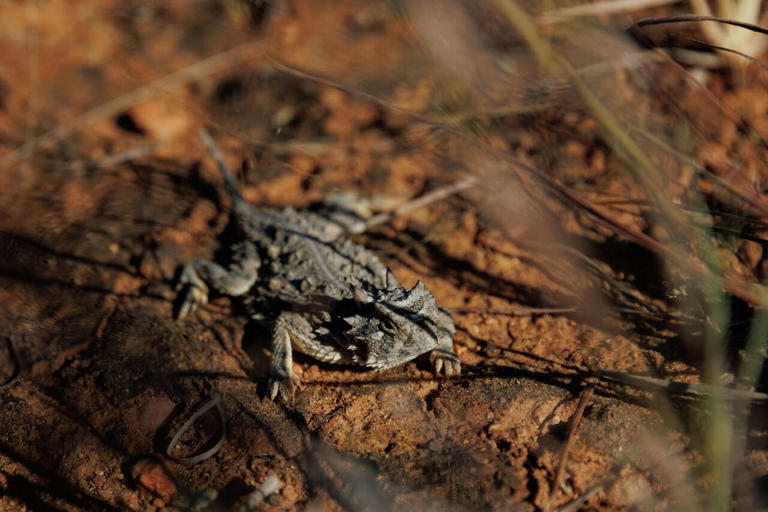 Texas horned lizards bred at San Antonio Zoo are thriving in the wild ...