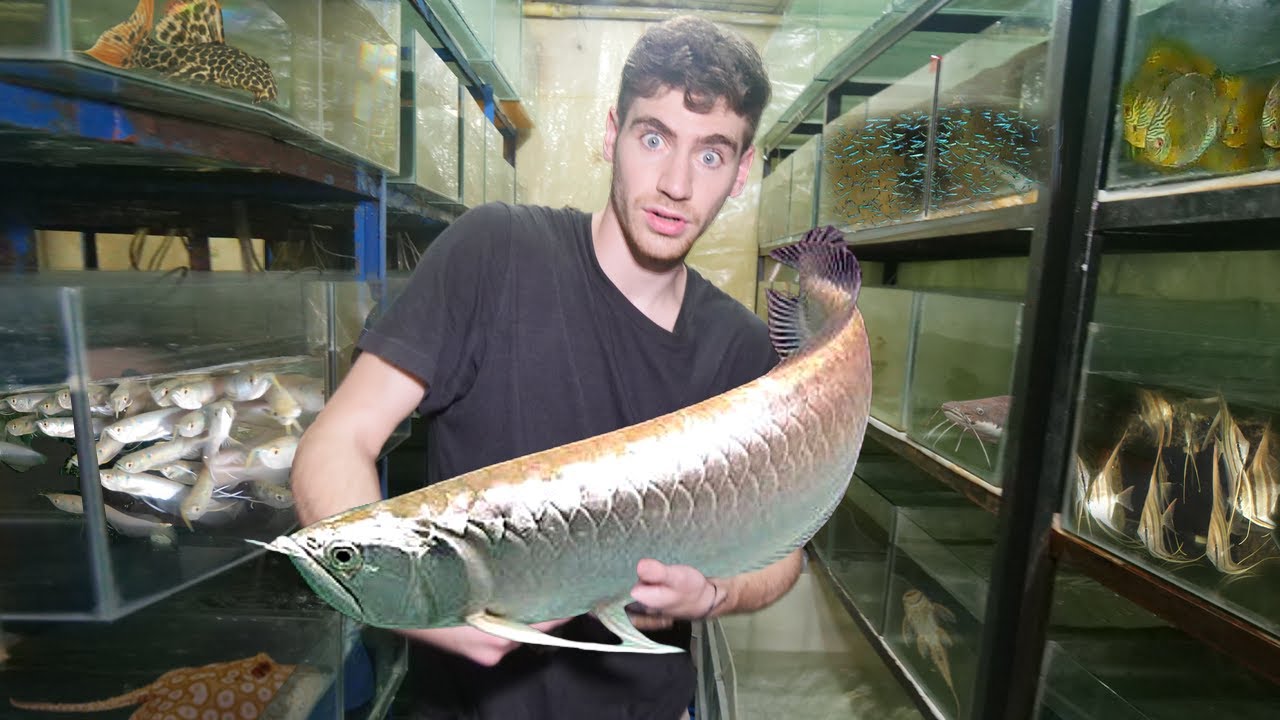 Largest aquarium fish exporter! (Crazy) 800+ species in South America