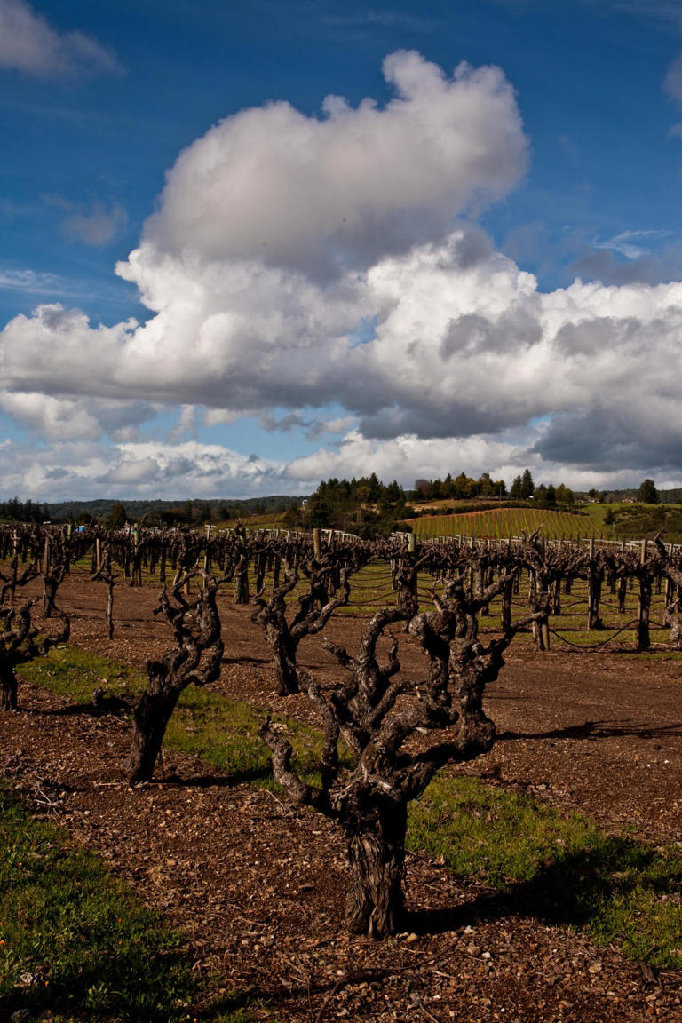 Fresh hell for California’s crippled wine industry as values hit rock ...