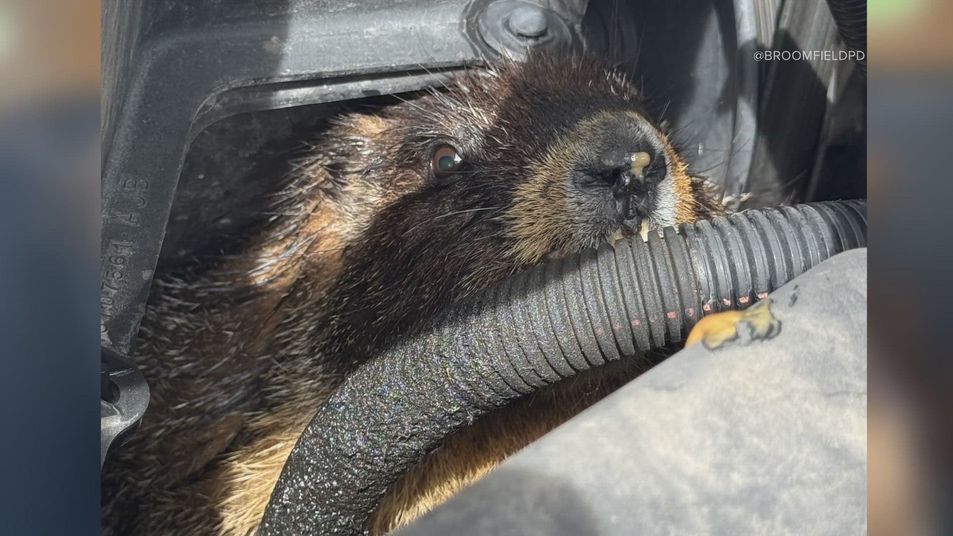 Marmot hitches a ride across Colorado