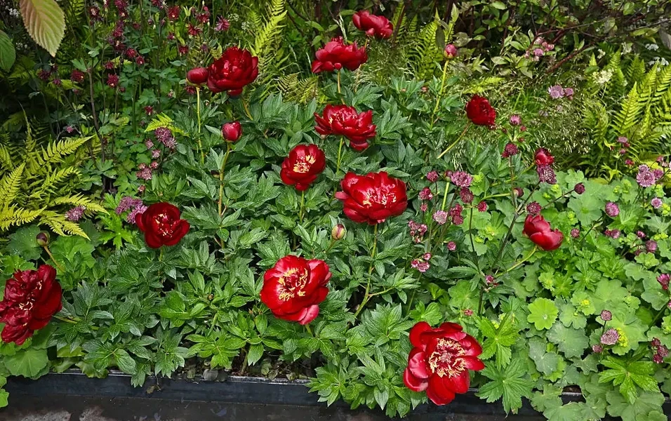 Perennials that grow prettier every year