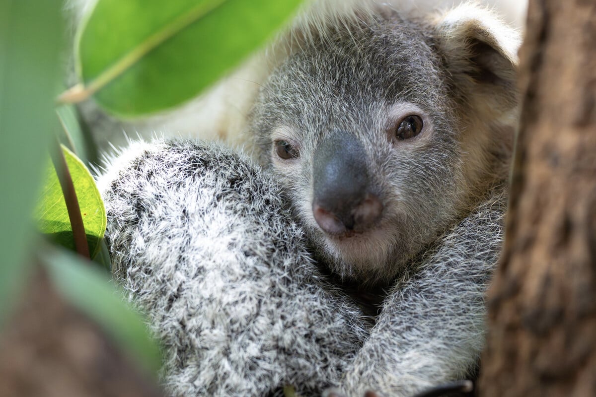 Trauer im Stuttgarter Zoo Wilhelma: Vierter Koala innerhalb eines ...