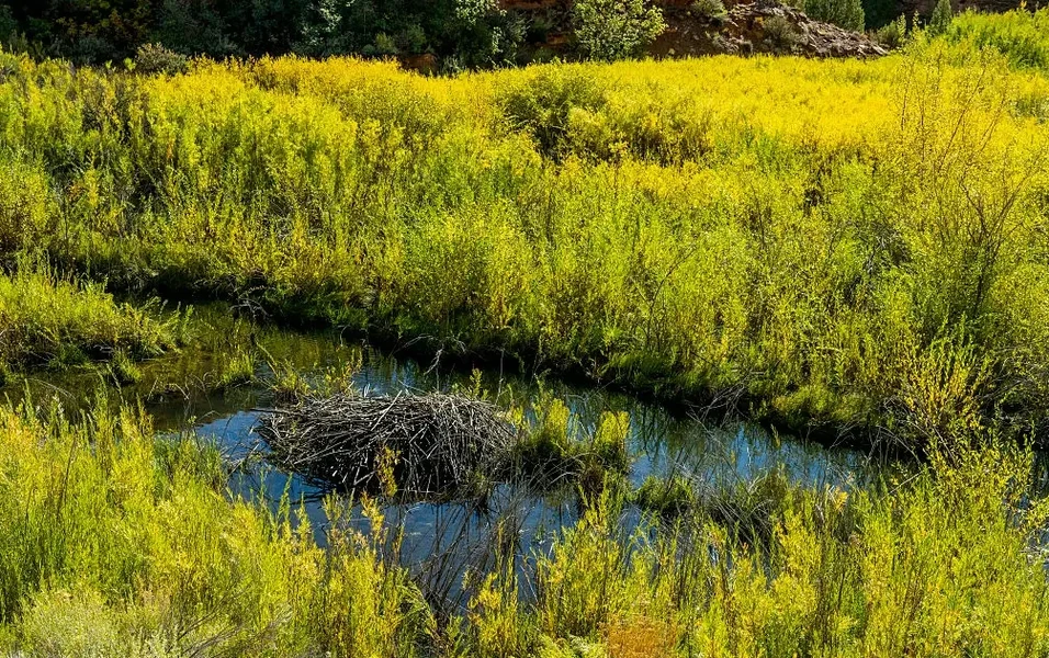 Beavers are quietly saving our planet
