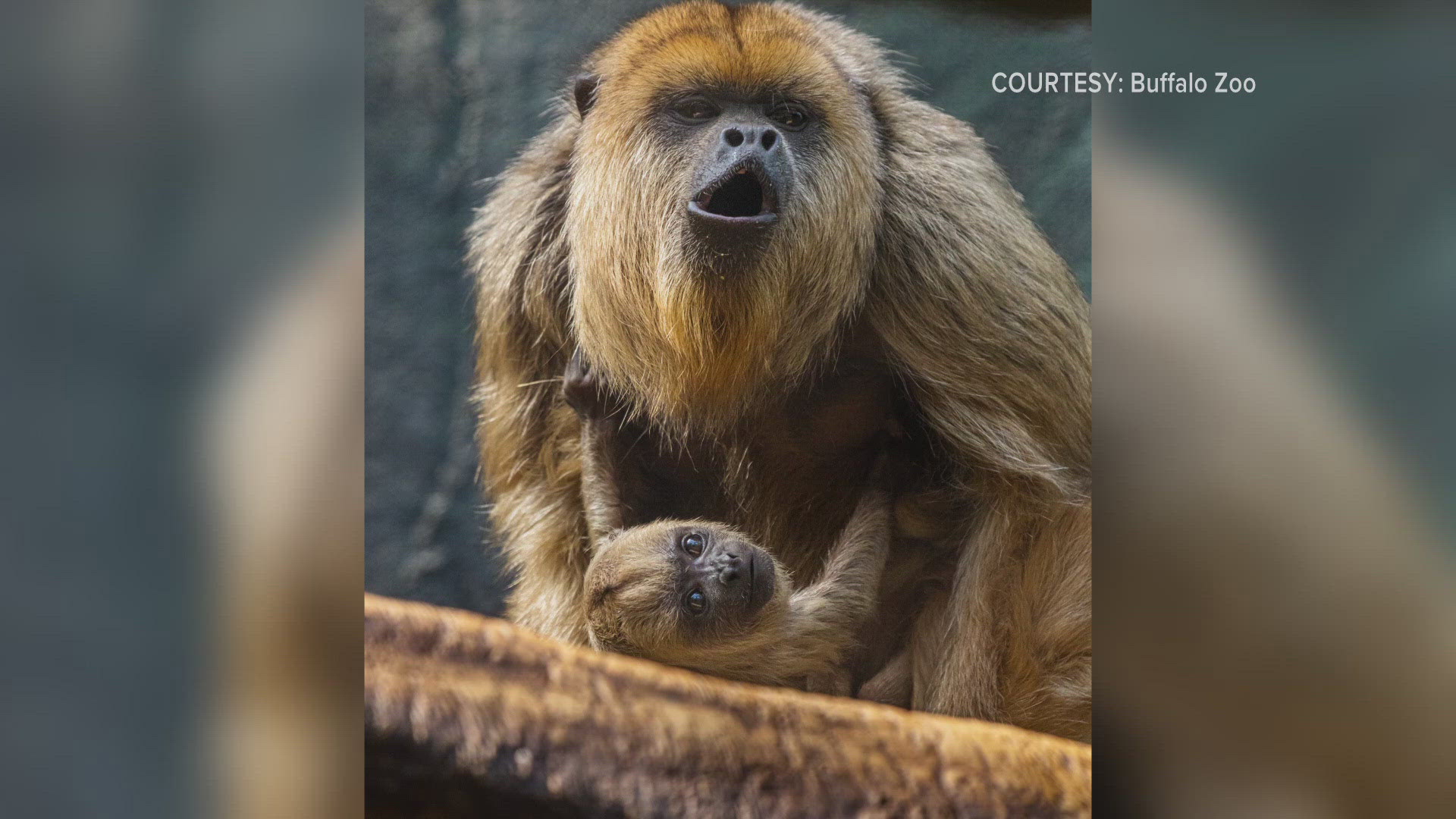 Black howler monkey born at Buffalo Zoo