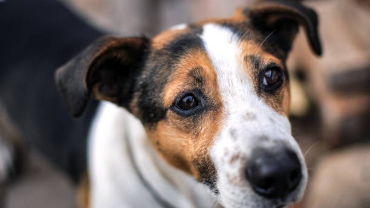 Día Mundial del Perro sin raza: la fecha que impulsa la adopción ...
