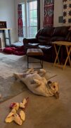 Attention-seeking dog masters art of demanding belly rubs