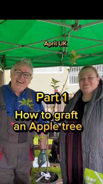 How to graft an apple tree part 1