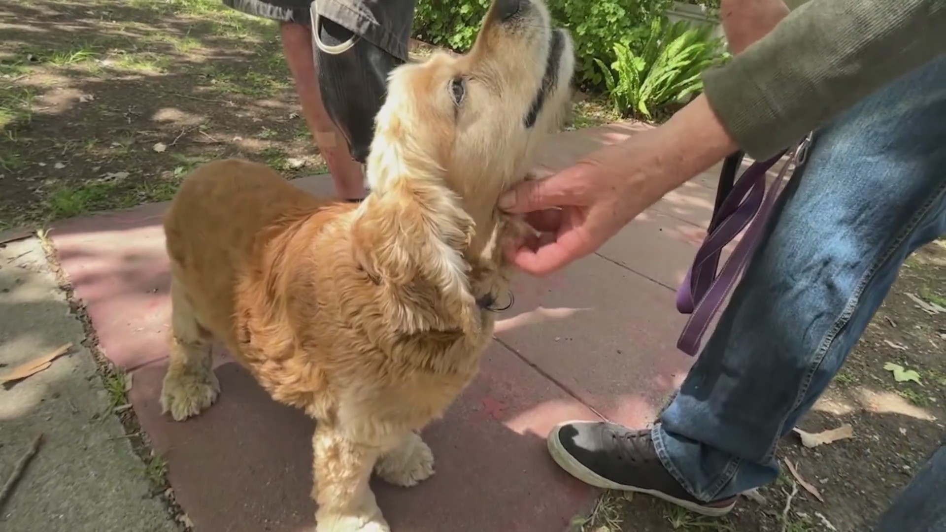 Dog trapped in stolen car rescued by Concord police