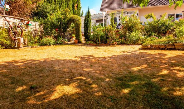 Grass will stay green and hydrated on hot days if gardeners do easy ...