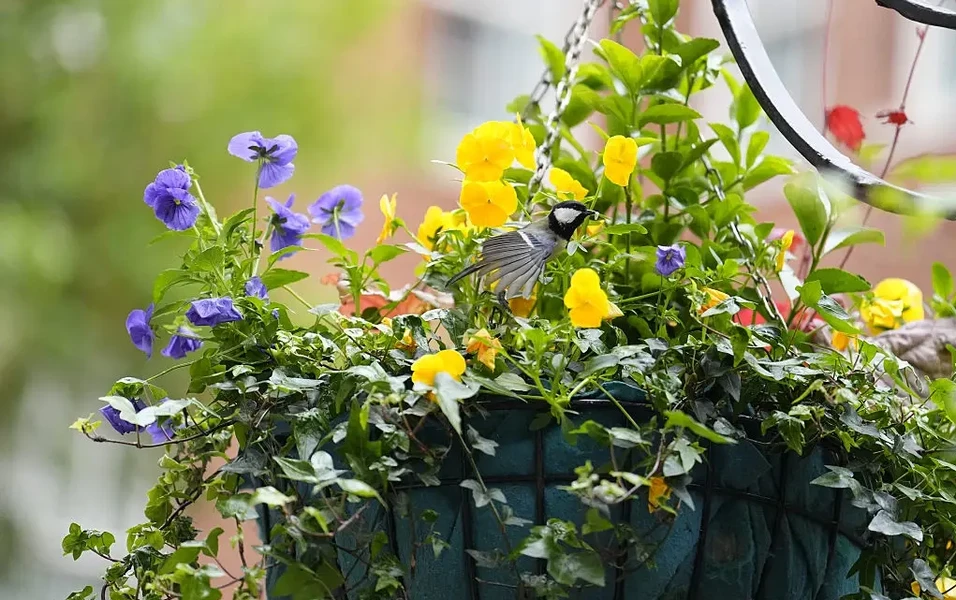 Backyard bird care made simple and joyful
