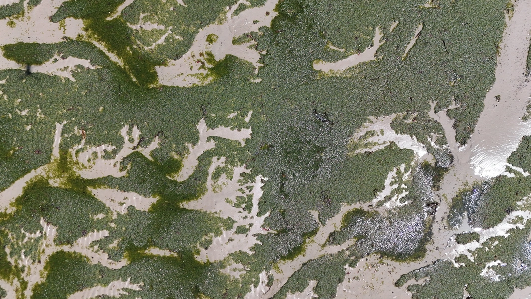 NASA's AI predicts harmful algae blooms before outbreaks